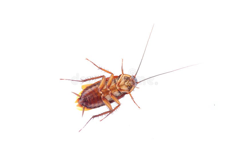 Cockroach on White Background Stock Photo - Image of hairy, creeping ...