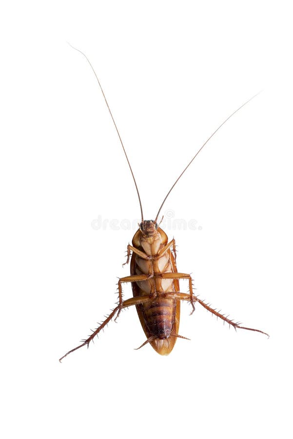 Cockroach on White Background Stock Image - Image of dirty, head: 99193295