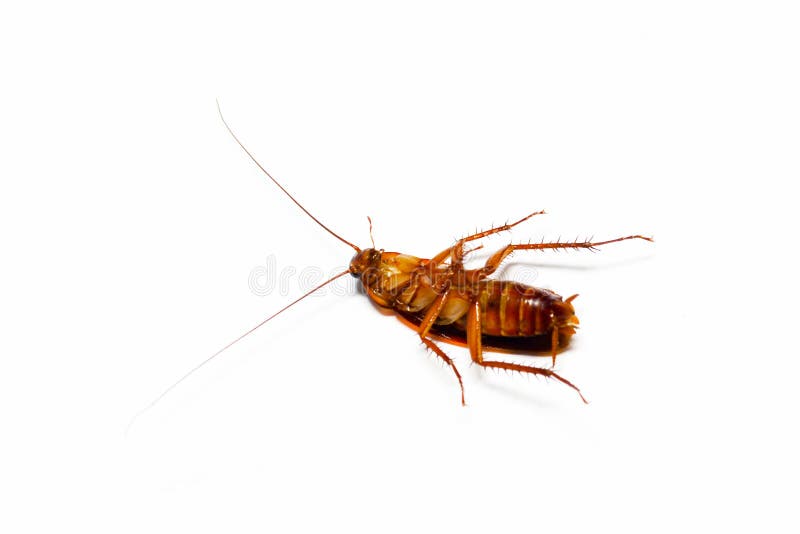 Cockroach on White Background Stock Image - Image of insect, white ...