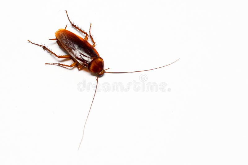 Cockroach on White Background Stock Image - Image of insect, white ...