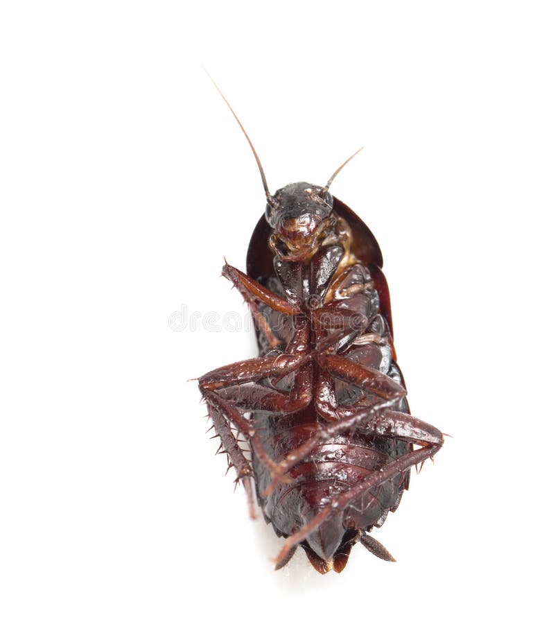 Cockroach on a White Background Stock Image - Image of horizontal ...