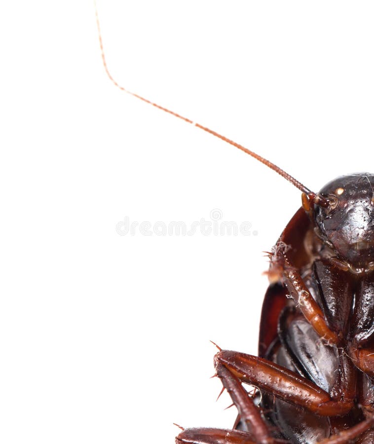 Cockroach Lying Upside Down Stock Image - Image of hairy, abdomen: 27509399