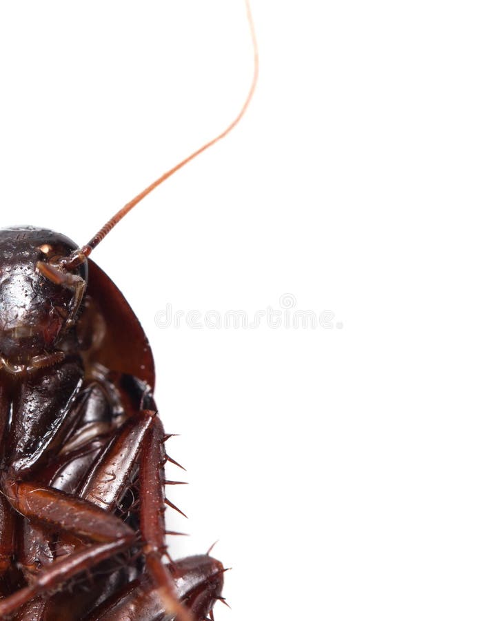 Cockroach on a White Background Stock Image - Image of horizontal ...
