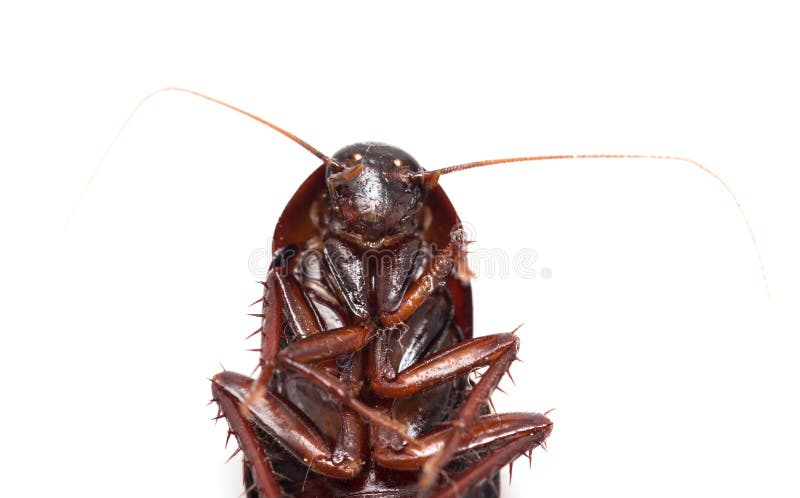 Cockroach on a White Background Stock Image - Image of horizontal ...