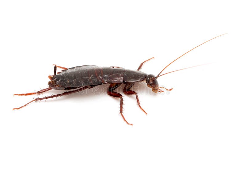 Cockroach on White Background Stock Photo - Image of isolated, dirt ...