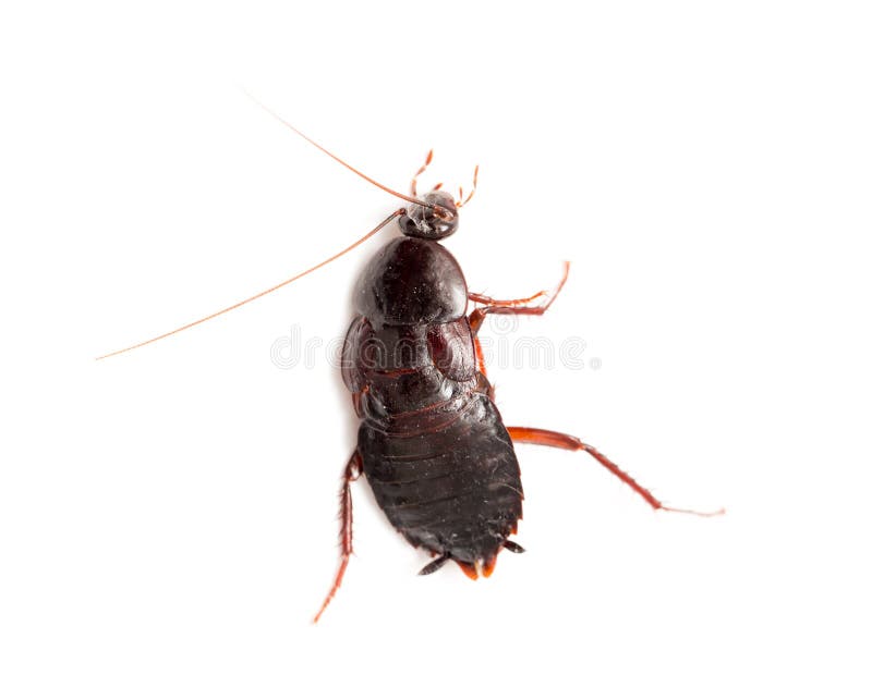 Cockroach on White Background Stock Photo - Image of isolated, dirt ...