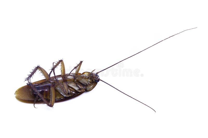 Cockroach on White Background Stock Image - Image of white, cockroach ...