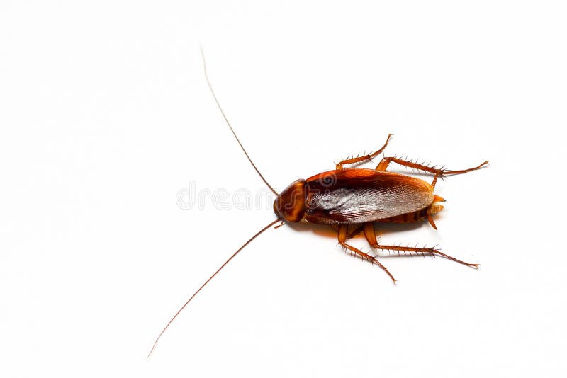 Cockroach on White Background Stock Image - Image of insect, white ...