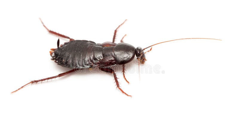 Cockroach on a White Background Stock Image - Image of horizontal ...