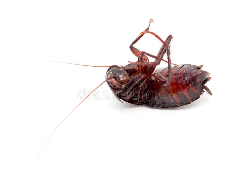 Cockroach on a White Background Stock Image - Image of horizontal ...