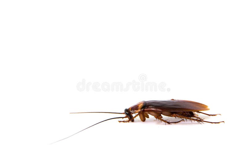 Cockroach on White Background.(roach, Cockroach) Stock Photo - Image of ...