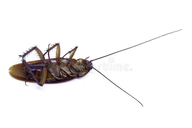Cockroach on White Background Stock Image - Image of white, cockroach ...
