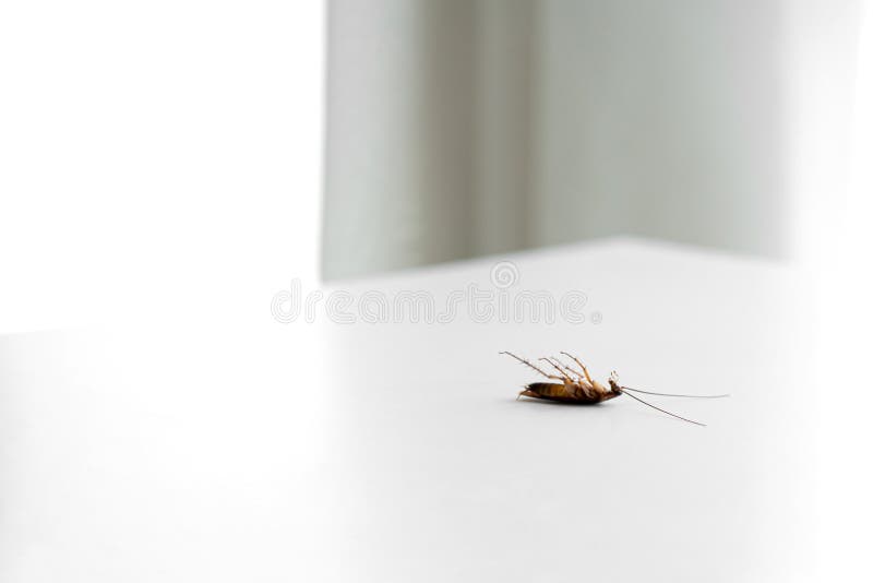 Cockroach on a White Kitchen Table Close Up Stock Image - Image of ...
