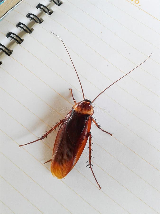 Cockroach on white paper stock image. Image of survivor - 118290979