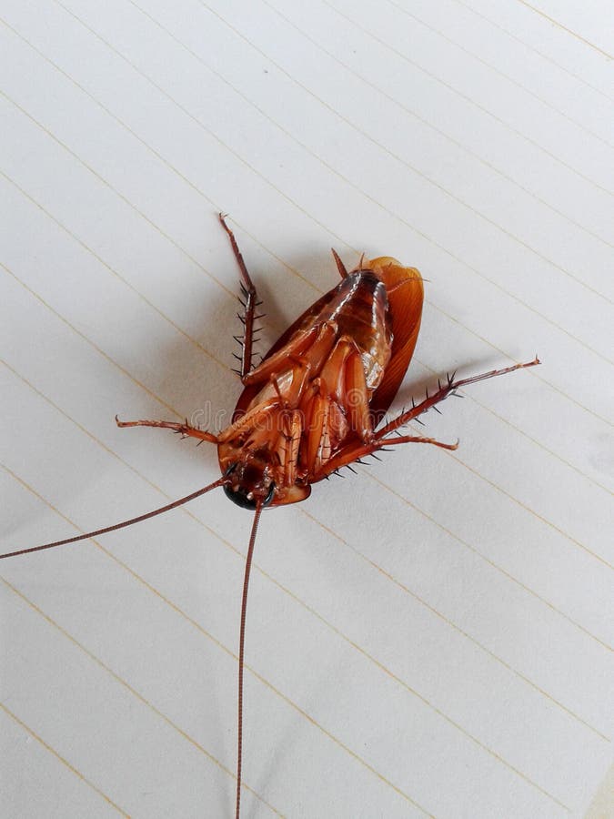 Cockroach on white paper stock image. Image of survivor - 118290979