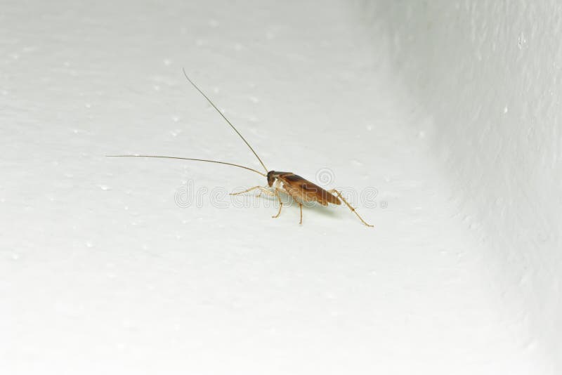 Cockroach on white wall stock photo. Image of home, control - 84353516