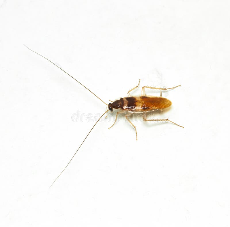 Cockroach on white wall stock photo. Image of antenna - 84353922