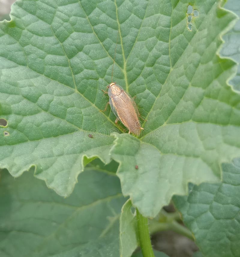 Cockroach stock photo. Image of eight, insects, insectn - 191795892