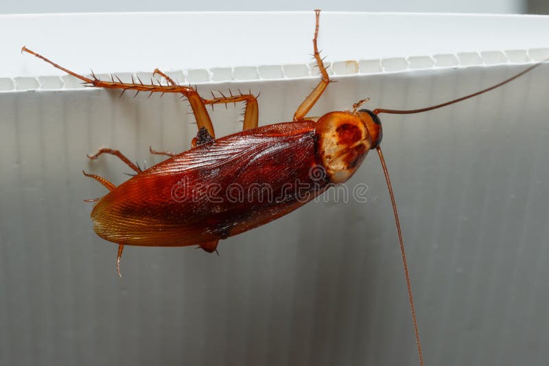 Cockroach with Wing Brown Walking Stock Image - Image of hissing ...