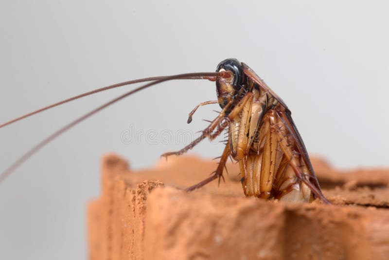 Cockroache. stock image. Image of green, farm, chiangmai - 77446763