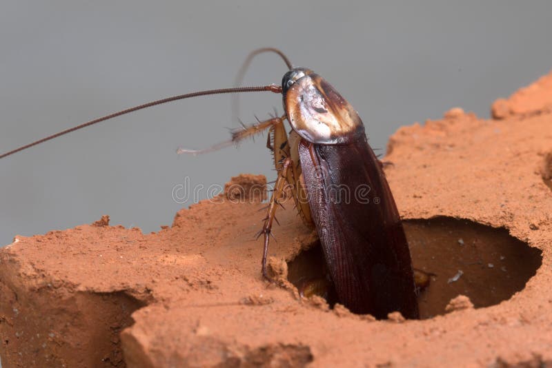 Cockroache. stock image. Image of brown, garden, flight - 77447071