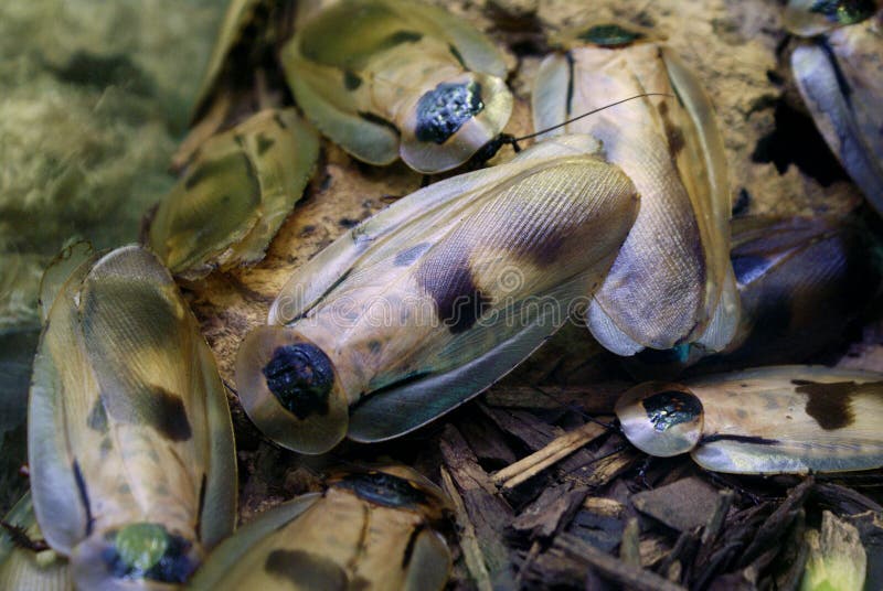 The cockroaches stock image. Image of museum, pest, animal - 12740649