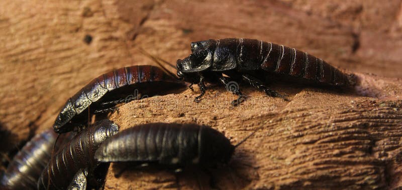 Cockroaches Swarming Photos - Free & Royalty-Free Stock Photos from ...