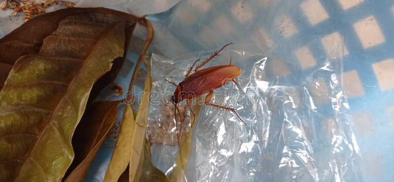 175 Cockroaches Garbage Stock Photos - Free & Royalty-Free Stock Photos ...