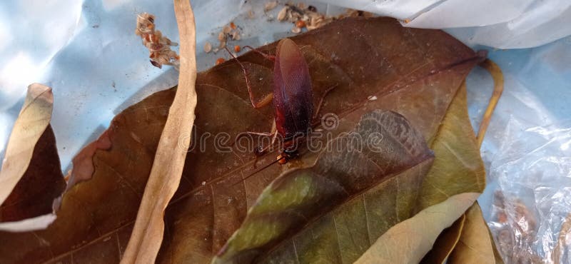 Cockroaches are Walking in the Garbage Basket. Stock Photo - Image of ...