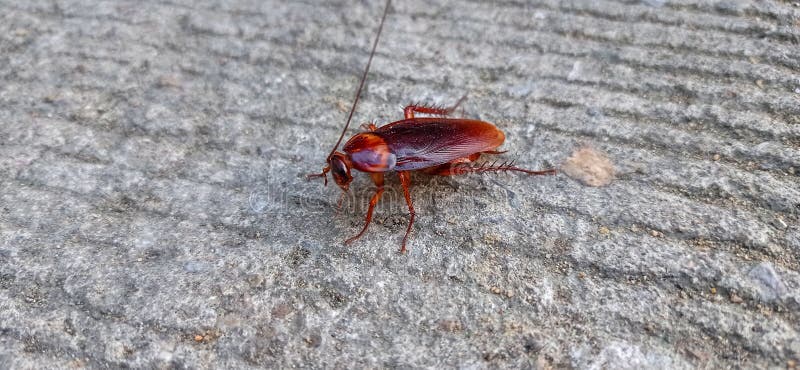 Cockroaches Walking on the Ground. Stock Image - Image of walking ...