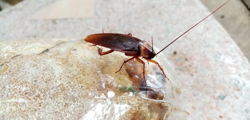 Cockroaches are Walking on the Garage Pile Stock Image - Image of carry ...