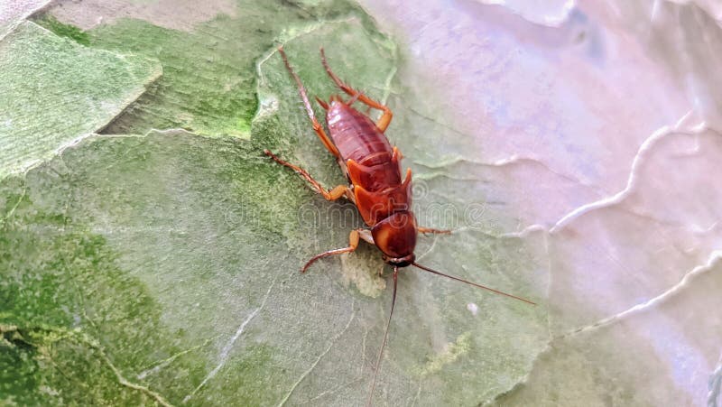 Cockroaches Change Their Old Skin To New Skin Stock Image - Image of ...