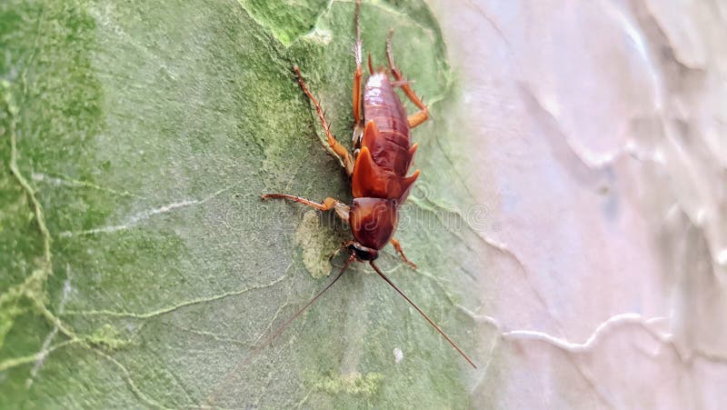 Cockroaches Change Their Old Skin To New Skin Stock Photo - Image of ...