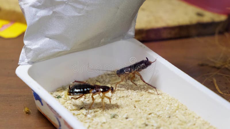 Crawling Cockroaches Close-up, Top View. Many Pests, Disgusting Insects ...