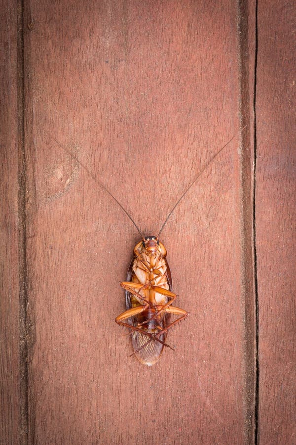 Cockroaches dead stock image. Image of disease, hygiene - 65968319