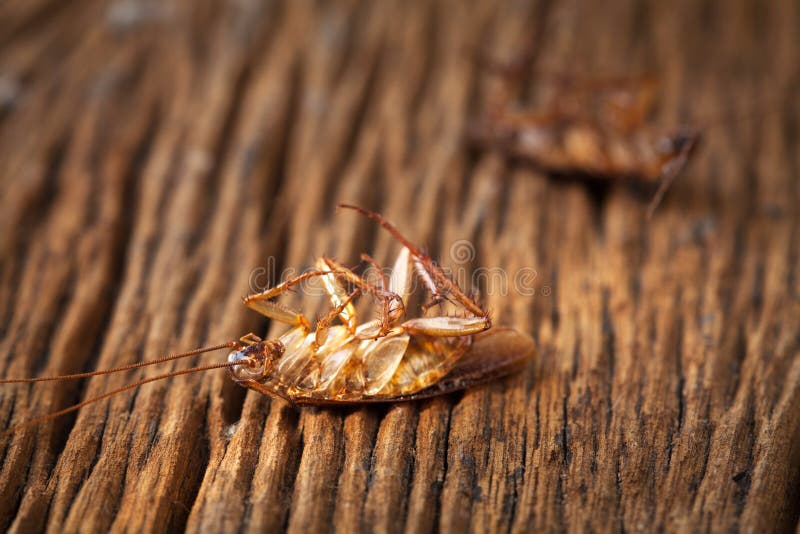 Cockroaches are Dead on Wood Table Stock Photo - Image of abdomen ...