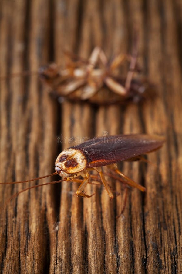 Cockroaches are Dead on Wood Table Stock Photo - Image of disgusting ...