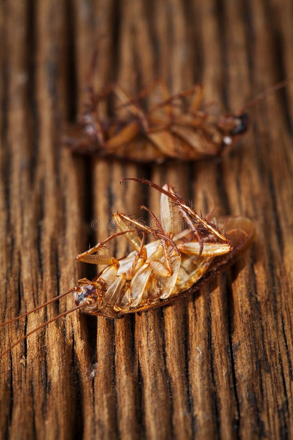 Cockroaches are Dead on Wood Table Stock Image - Image of close, dirty ...