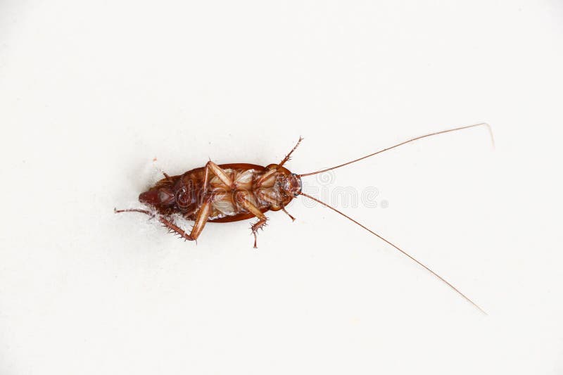 Cockroaches Die on the Floor Stock Image - Image of nature, hygiene ...