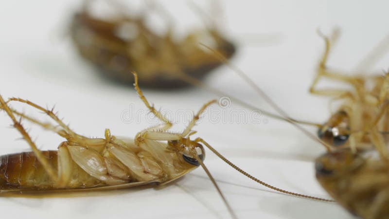 Nest of cockroaches stock photo. Image of antenna, exterminator - 16534996