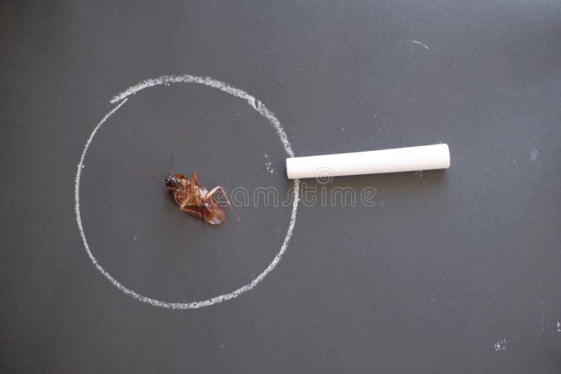 Cockroaches Die with Insecticide Chalk Stock Image - Image of ...