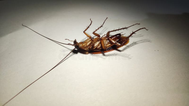 Cockroaches Die from Poisoning Stock Photo - Image of white, insect ...