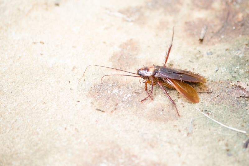 Cockroaches and ants. stock photo. Image of beetle, dragonfly - 122678998