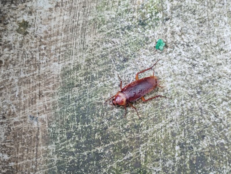 Cockroaches that are Eating Food Stock Photo - Image of disgusting ...