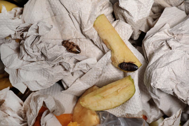 Cockroaches on Garbage. Pest Control Stock Image - Image of industry ...