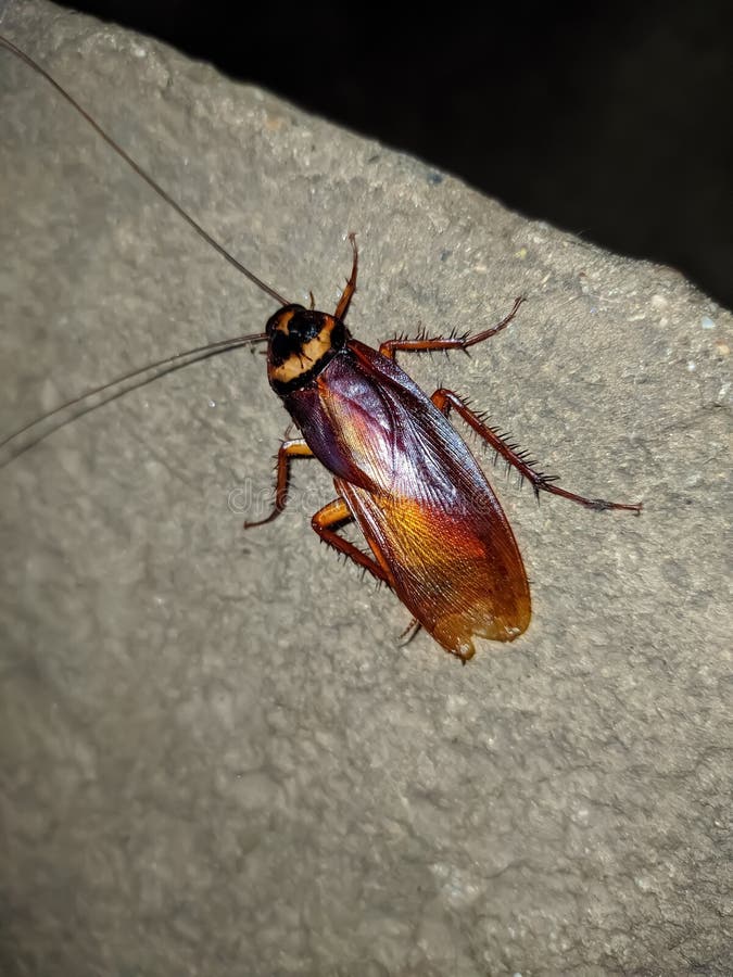 Cockroaches are Insects of the Order Blattodea, Which Also Includes ...
