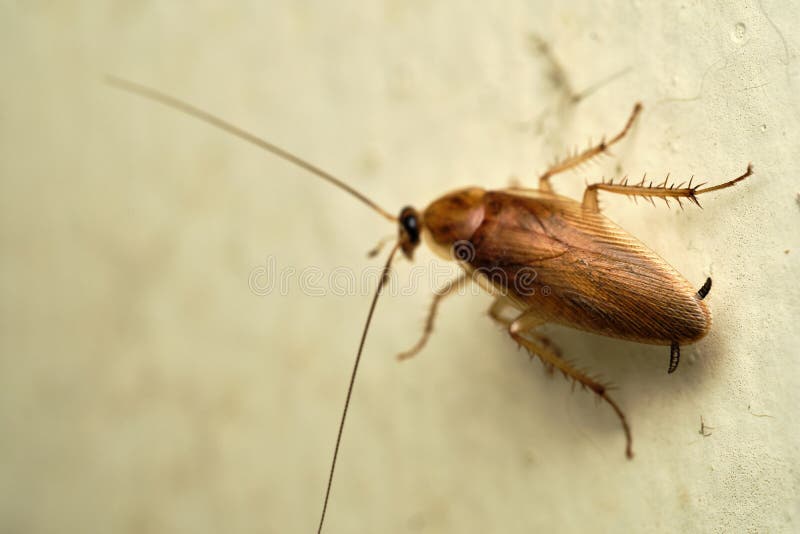 Cockroach Spanish Stock Photos - Free & Royalty-Free Stock Photos from ...