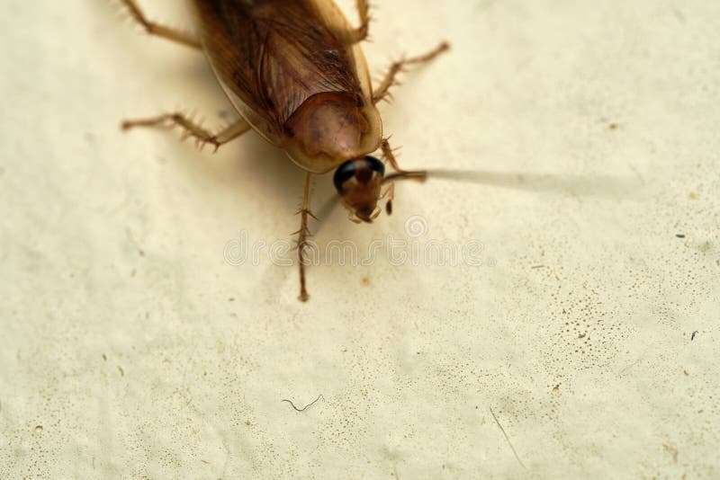 Cockroach macro stock photo. Image of infestation, hygiene - 1374178