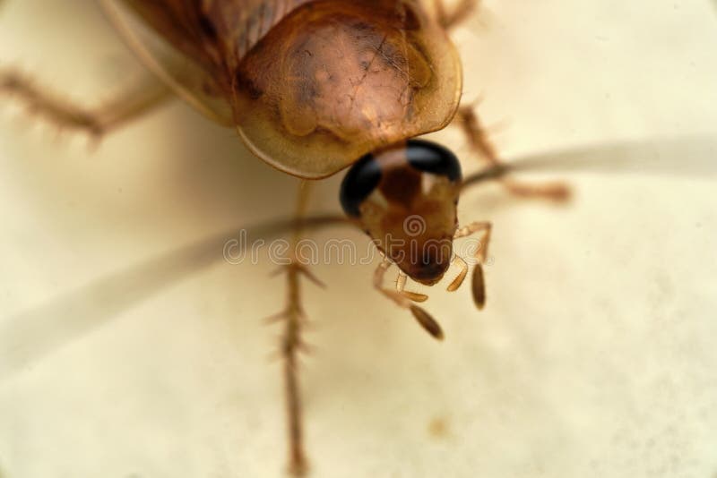 Cockroach Macro Close Up White Background Stock Photo - Image of ...