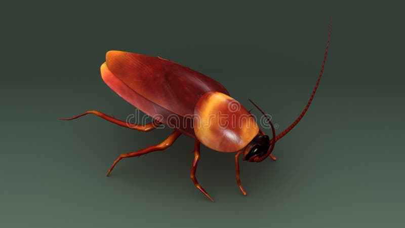 Cockroach stock illustration. Illustration of pests, tryonicidae - 84222344